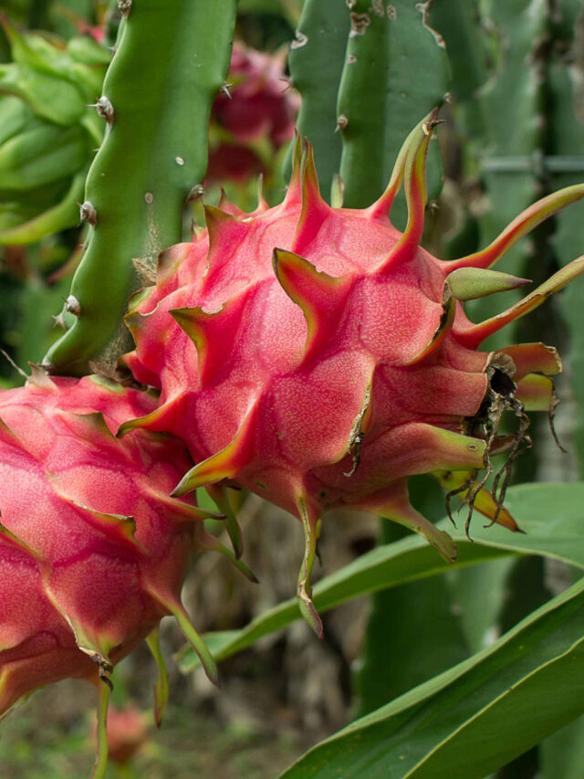 Most Expensive Fruits in the World - Gyanindia